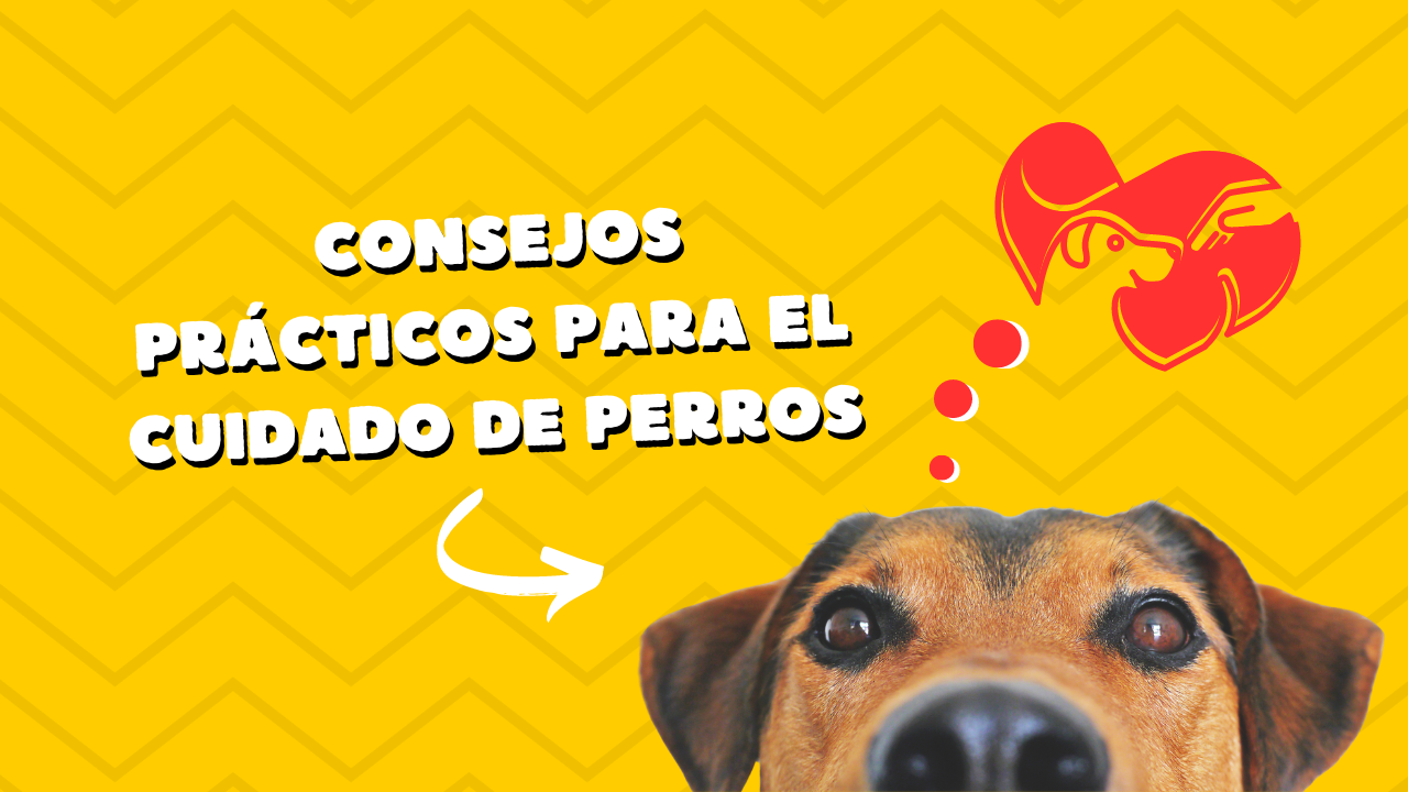 Guía Esencial: Perros, Cuidados, Consejos